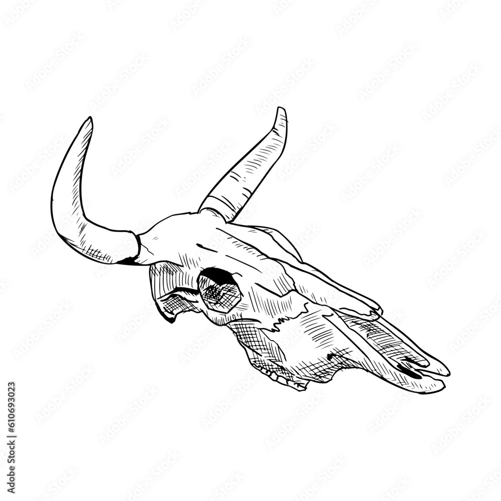 Cow skull. Vector illustration. Isolated object on a white background ...