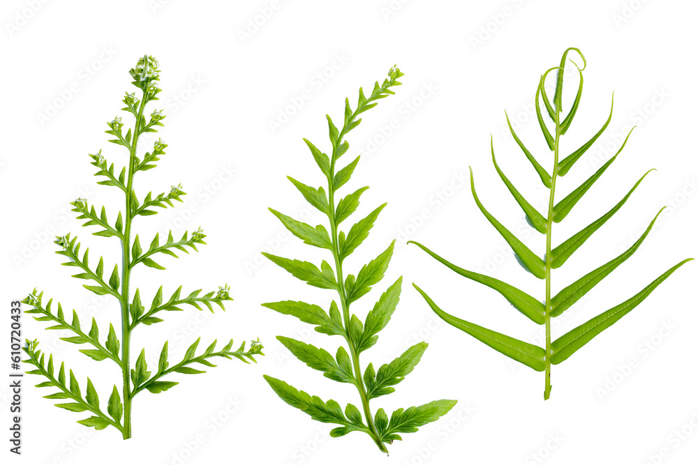 three types of fern leaves isolated transparent background png Stock ...