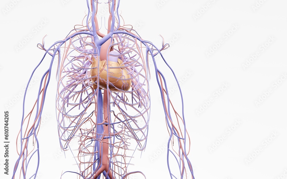 Human Circulatory System and Cardiovascular System are the heart, blood ...