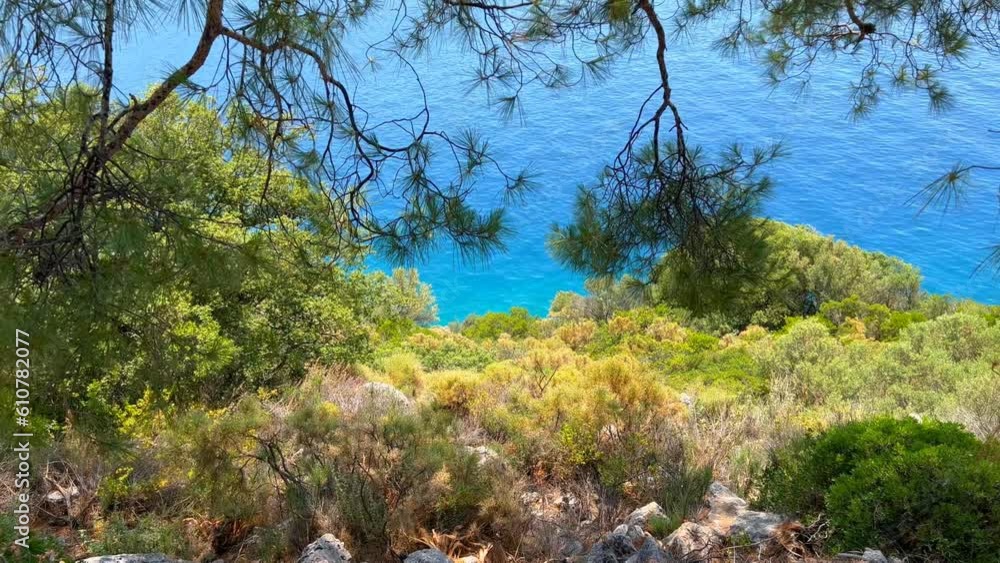 Pine tree over sea blue water at summer. Lush conifer branches against ...