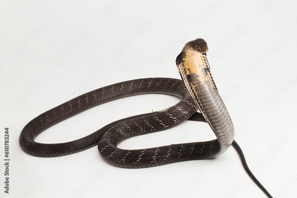 King Cobra snake (Ophiophagus hannah), a poisonous snake native to ...