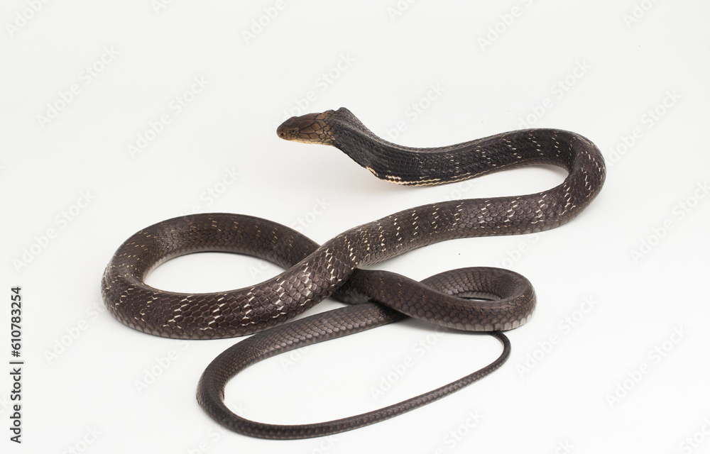 King Cobra snake (Ophiophagus hannah), a poisonous snake native to ...