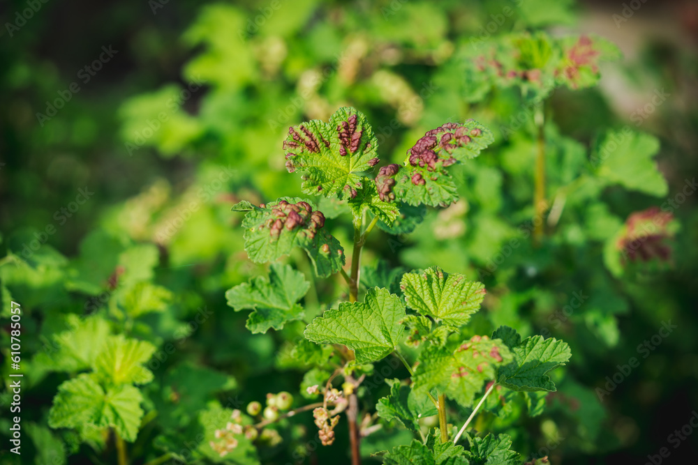 Red currant leaves attacked by the fungus Anthracnose. Control of ...