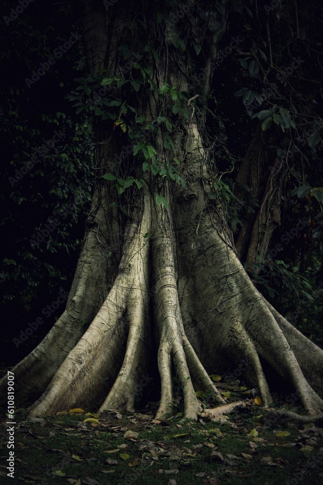 roots in the roots of a tree Stock Photo | Adobe Stock