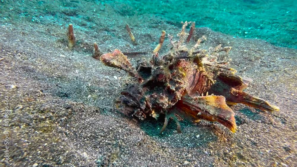 Spiny devilfish on sandy bottom with some seagrass. Walks forward using ...