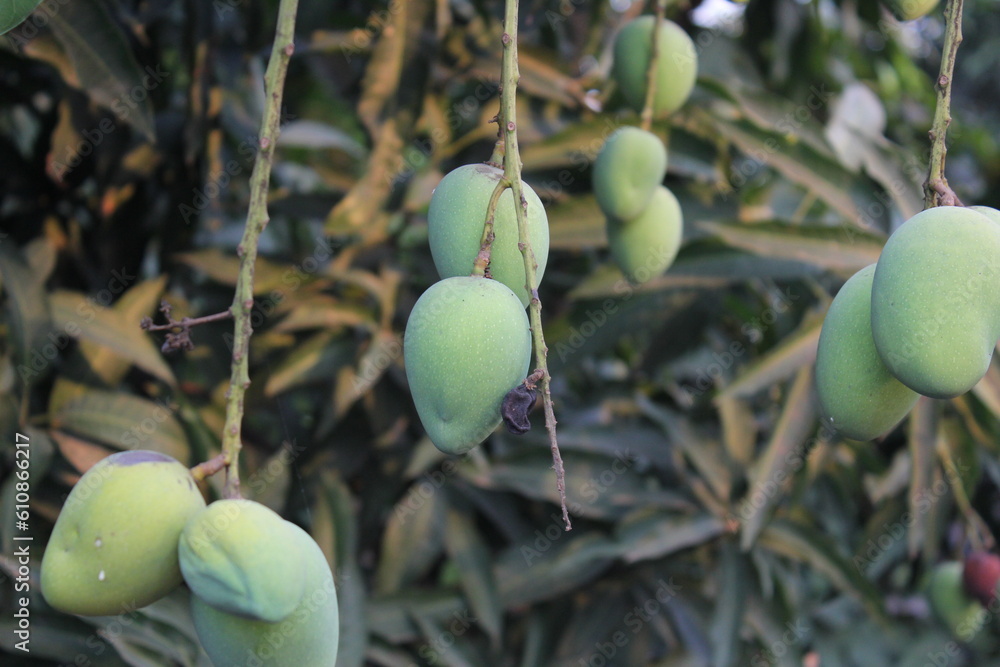 Green unripe mangoes hanging on tree, Mango cultivation and farming in ...