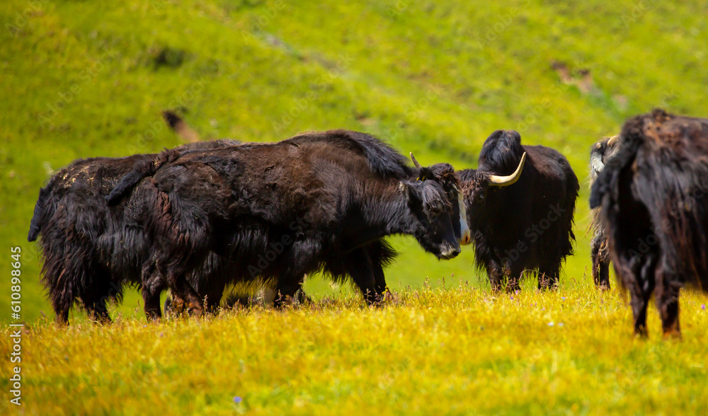 A herd of yaks graze in the mountains. Himalayan big yak in a beautiful ...