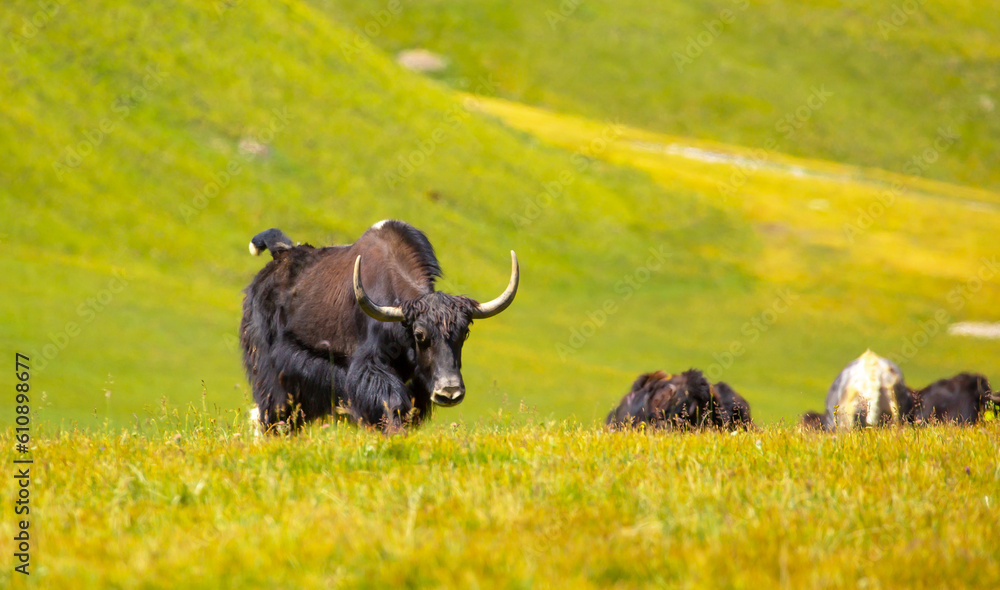 A herd of yaks graze in the mountains. Himalayan big yak in a beautiful ...