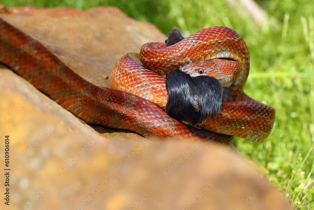 The corn snake (Pantherophis guttatus) with prey on a green background ...