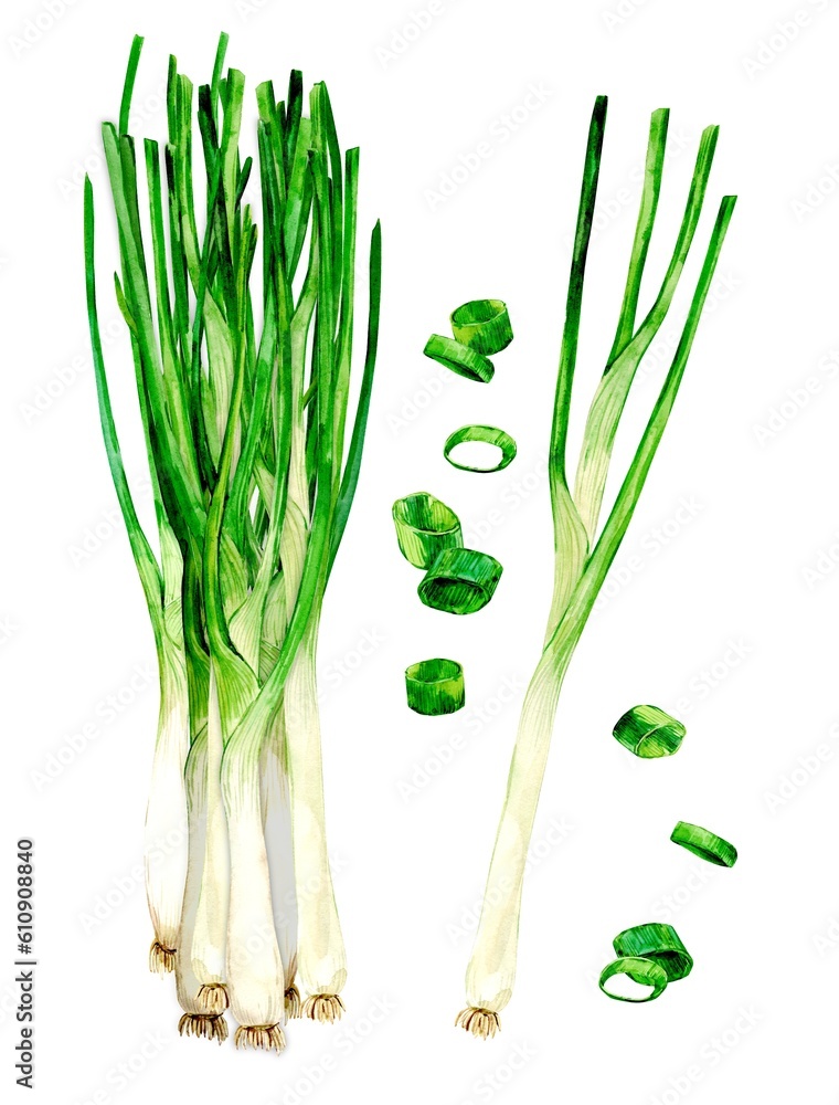 Watercolor drawing of a green onion, isolated on a white background ...