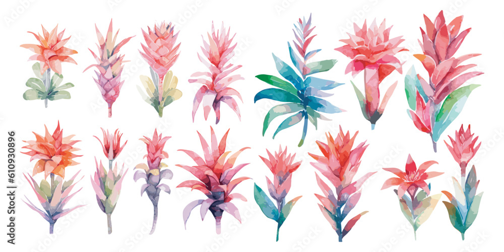 watercolor bromeliad clipart for graphic resources Stock Vector | Adobe ...