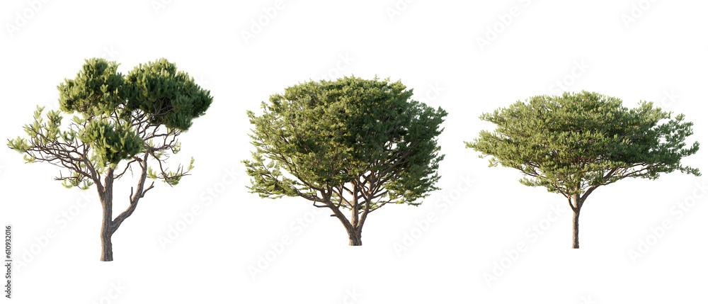 isolated, cutout, hires pine pinus pinaster tree, day light, sun, best ...