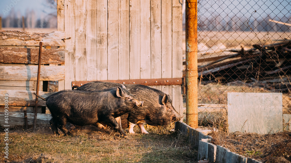 Two Pigs Of Vietnamese Pot-bellied Running In Farm Yard. Vietnamese ...