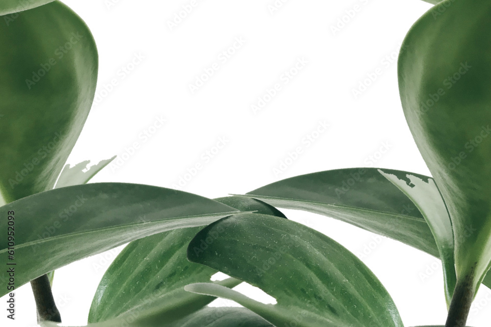 Leaf png, transparency, transparent, no background png, leaves png ...