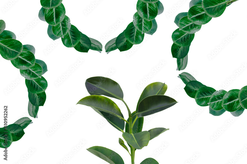 Leaf png, transparency, transparent, no background png, leaves png ...