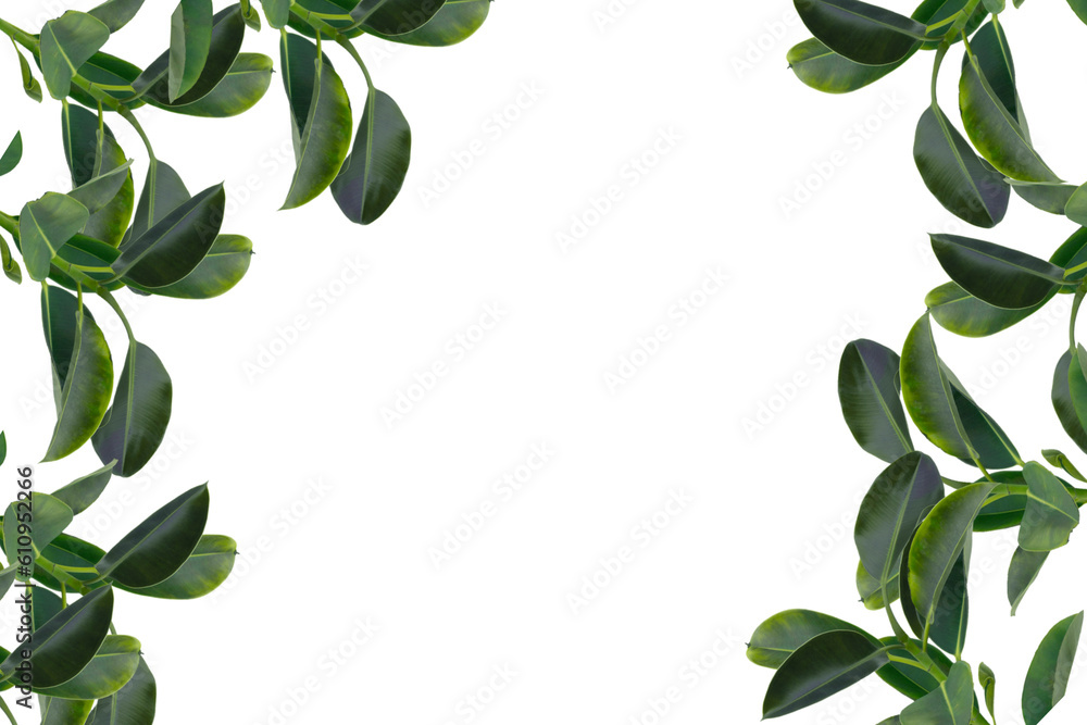 Leaf png, transparency, transparent, no background png, leaves png ...