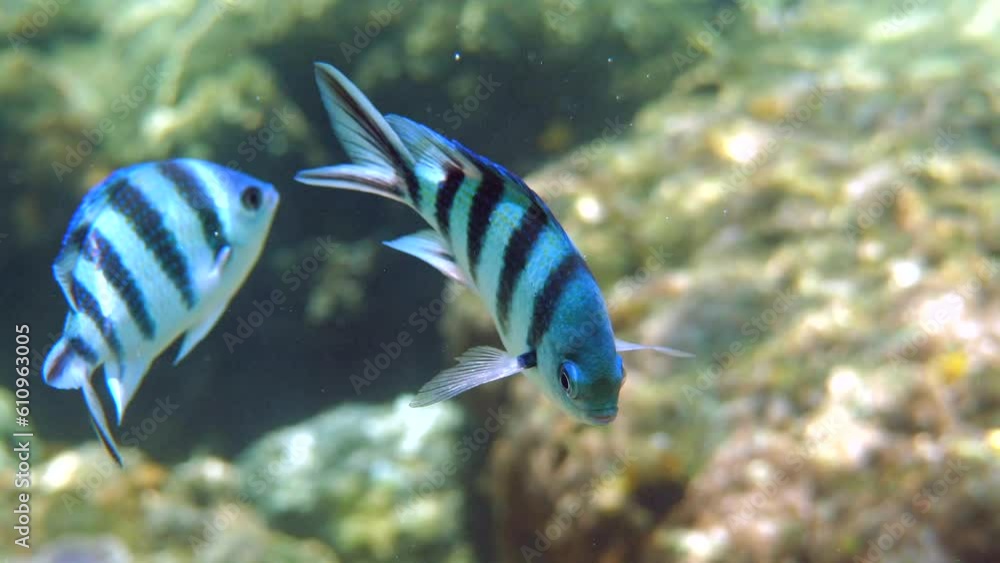 Sergeant major fish swimming in colorful reef. Underwater shot of ...