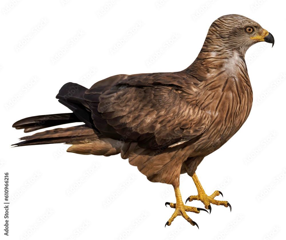 Black Kite (Milvus migrans), PNG, isolated on transparent background ...