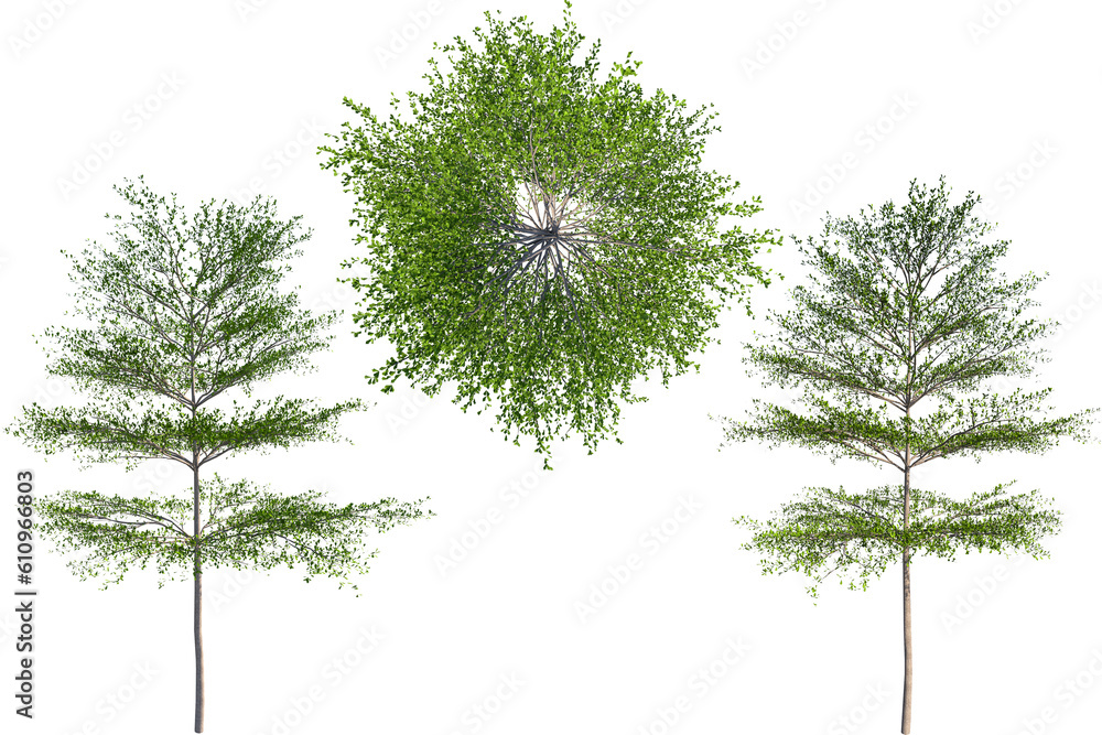 Madagascar almond or Terminalia neotaliala, the Madagascar almond tree ...