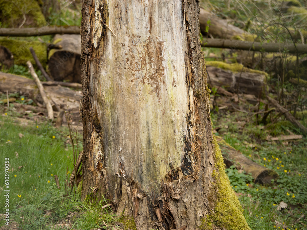Foto de Scratched tree bark by an eurasian brown bear. Territory of an ...