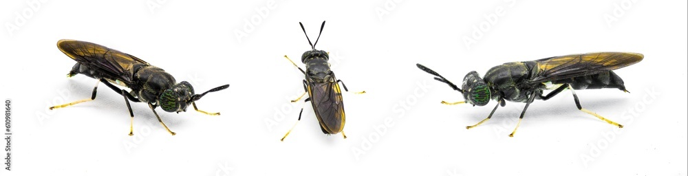 Poster black soldier fly - Hermetia illucens - common widespread fly of ...