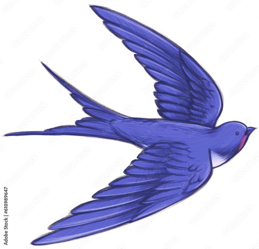 Flying bird swallow illustration hand drawn. Blue swallow bird drawing ...