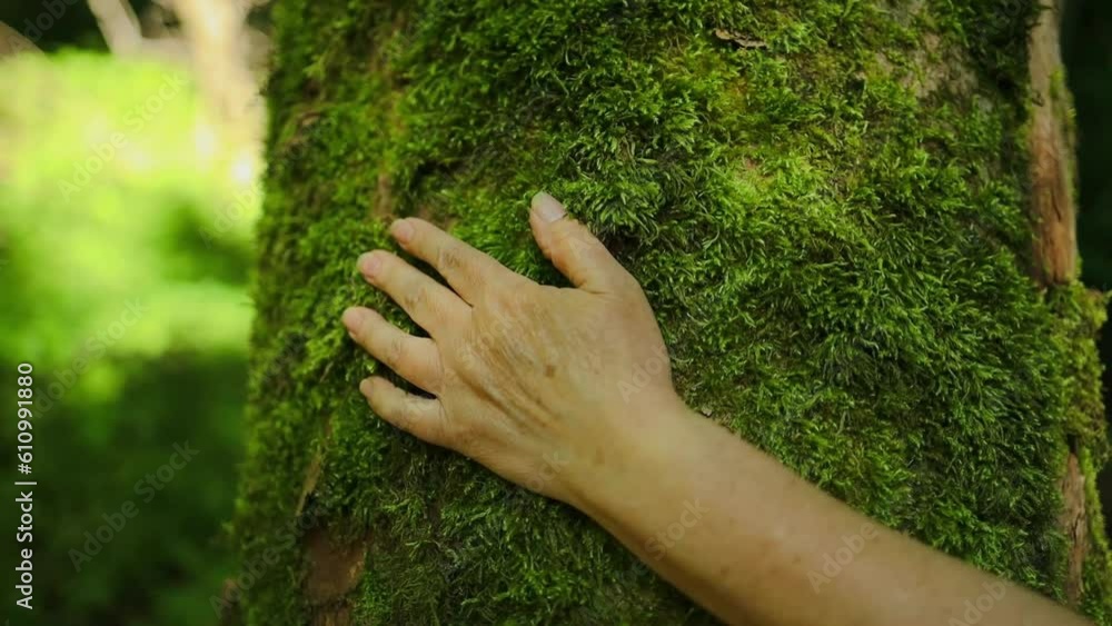 Female fingers gently touch tree bark covered in green lush moss ...