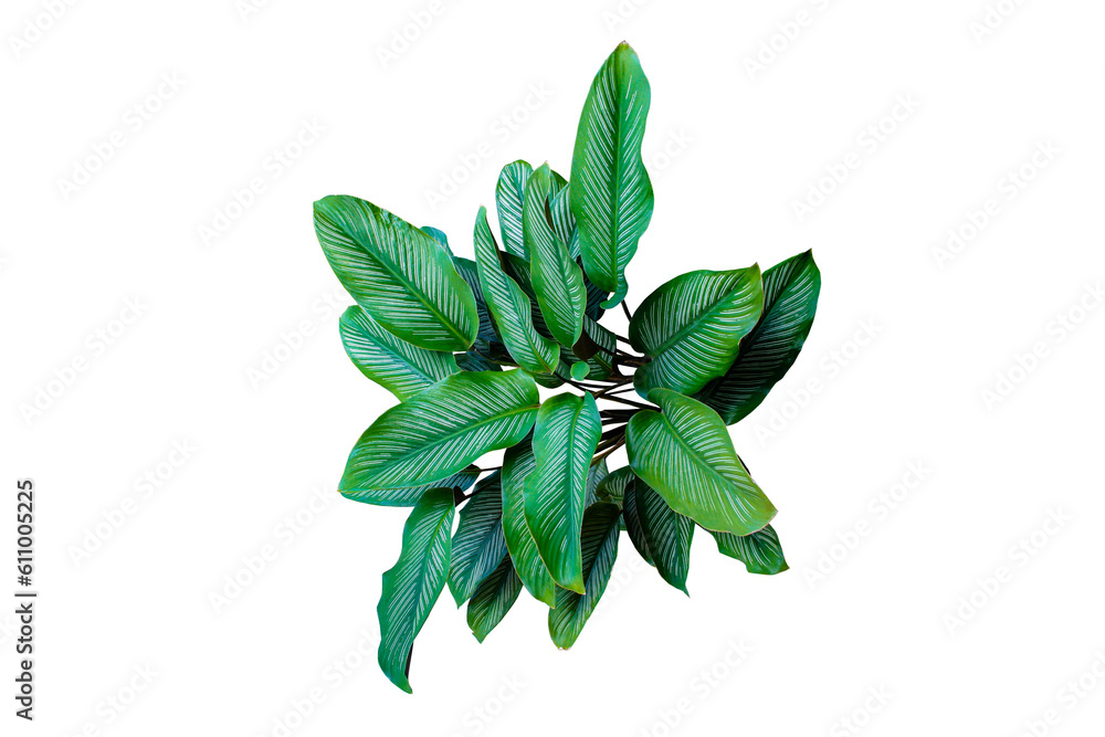 Calathea Ornata (Pin stripe Calathea) the popular ornamental tree plant ...