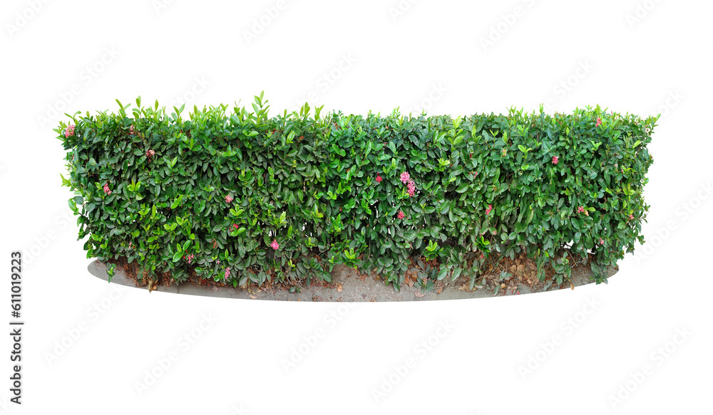 Ixora Ornamental plants and Green leafed bushes. (shrub) Square shape ...