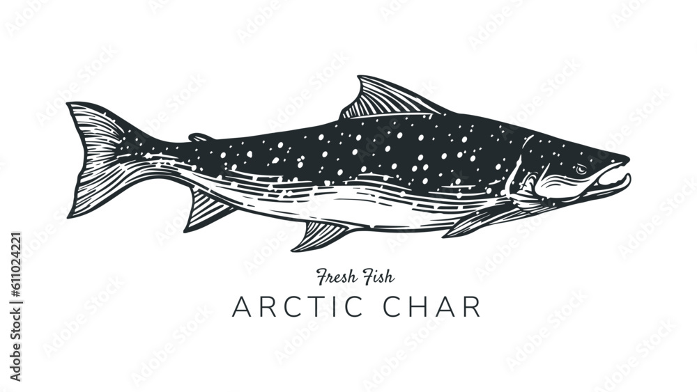 Arctic Char Drawing