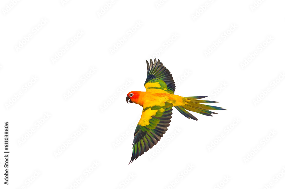 Sun conure parrot flying isolated on transparent background png file ...
