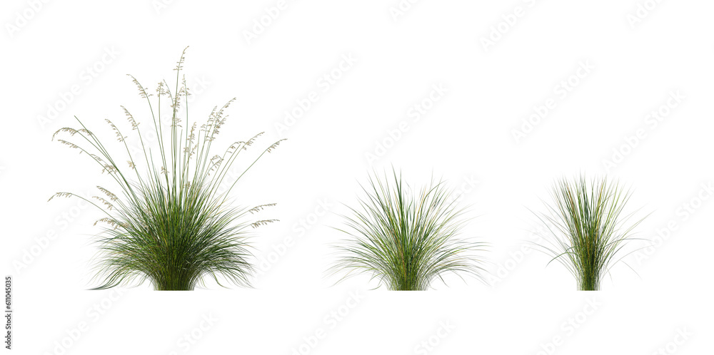 Set of Prairie dropseed Sporobolus heterolepis grass isolated png on a ...