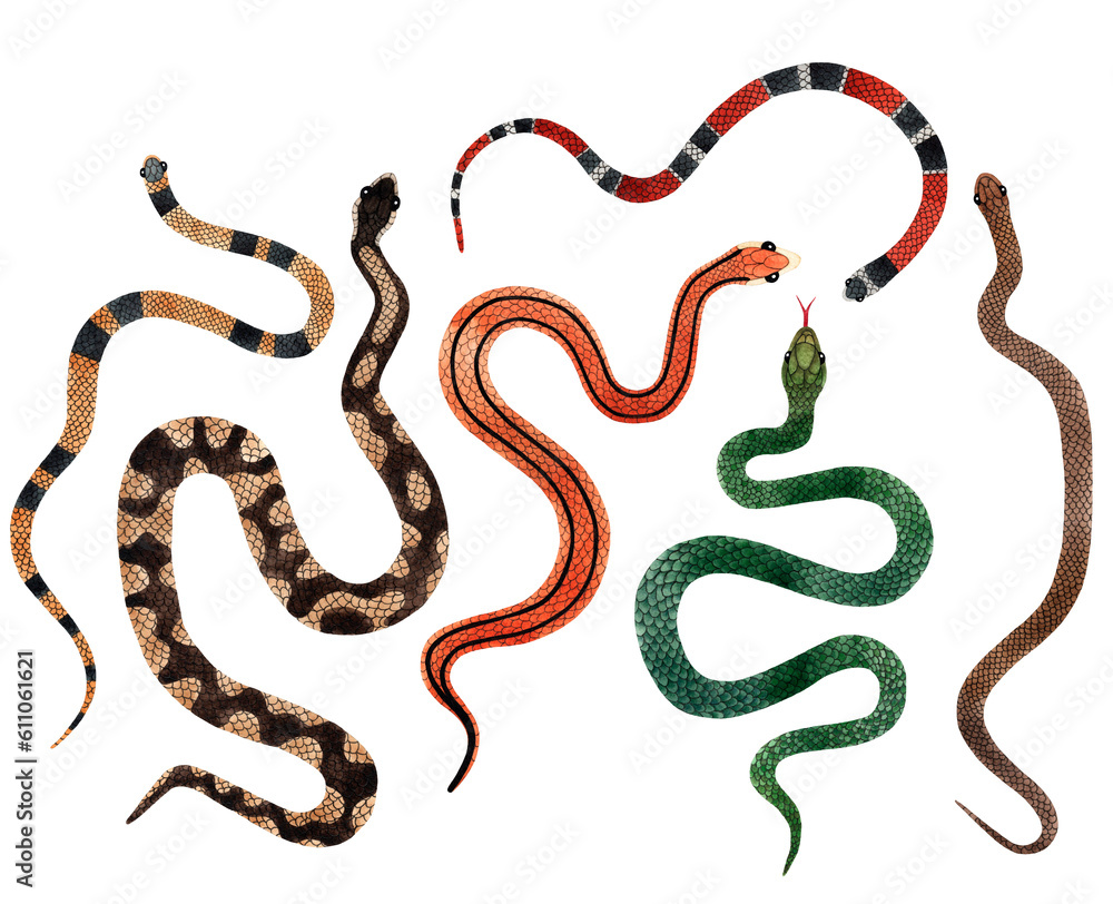 Watercolor Snakes top view illustration big set. Isolated on ...