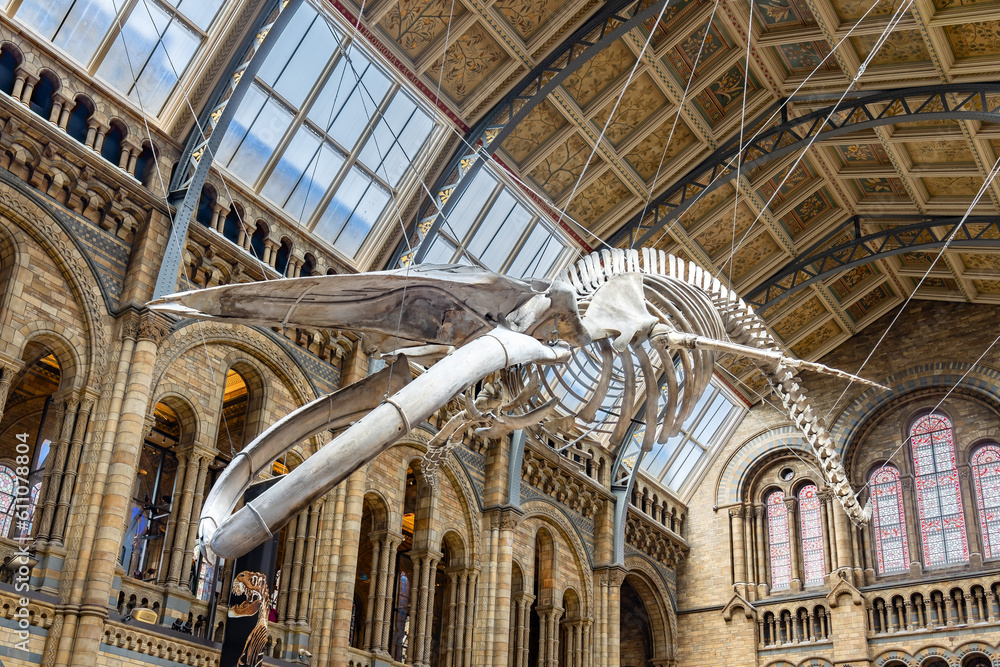 London, UK - May 2023: Blue whale skeleton in the main hall of the ...