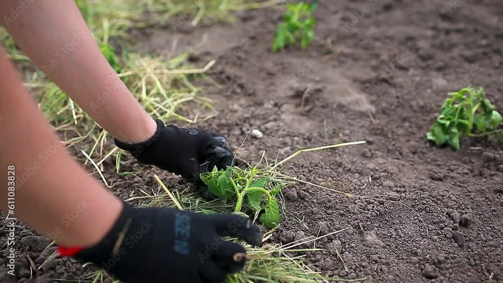 Farmer mulching freshly planted tomato seedling with dry grass in ...
