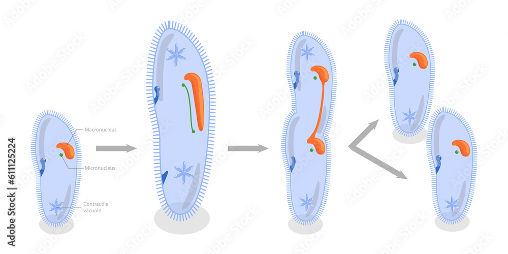 3D Isometric Flat Conceptual Illustration of Asexual Reproduction In ...