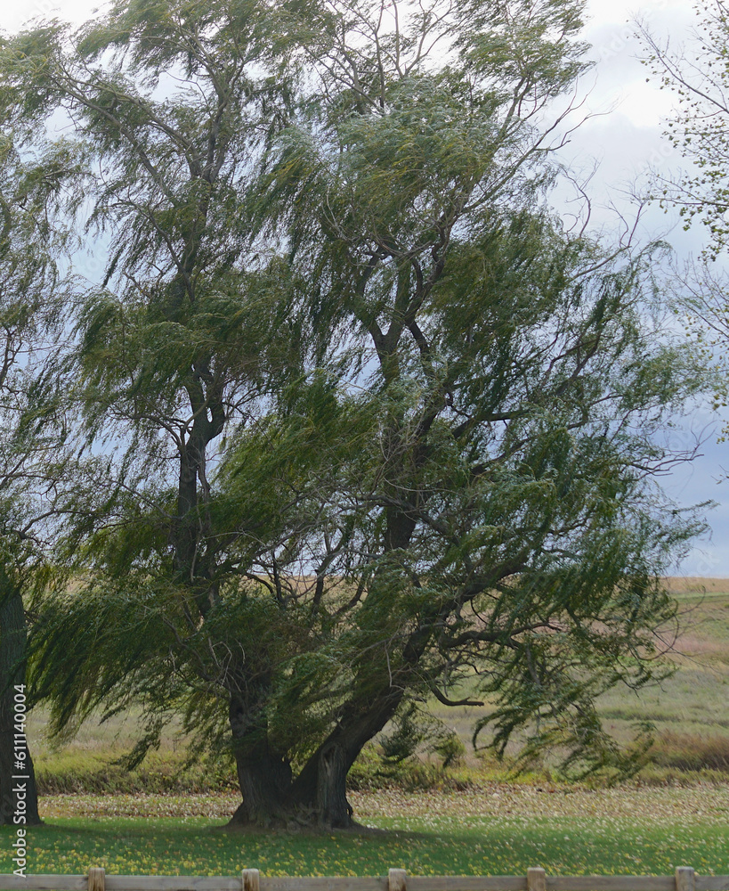 Croton-on-Hudson, New York: Willows -- Salix alba, also called sallows ...