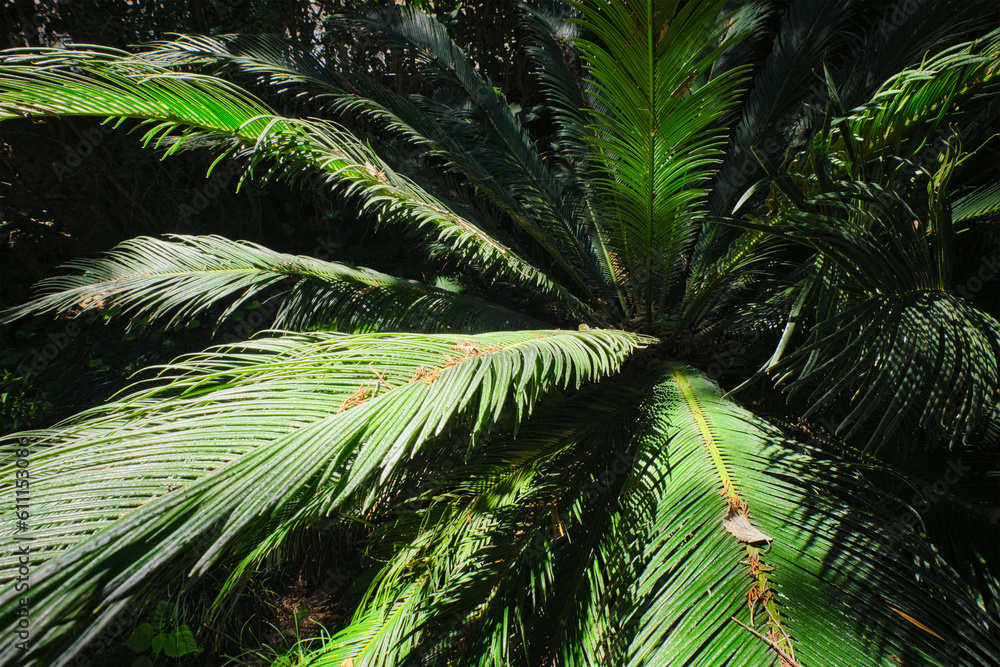 Fern palm sago palm Cycas revoluta leaves close up shot in sun. Cycas ...