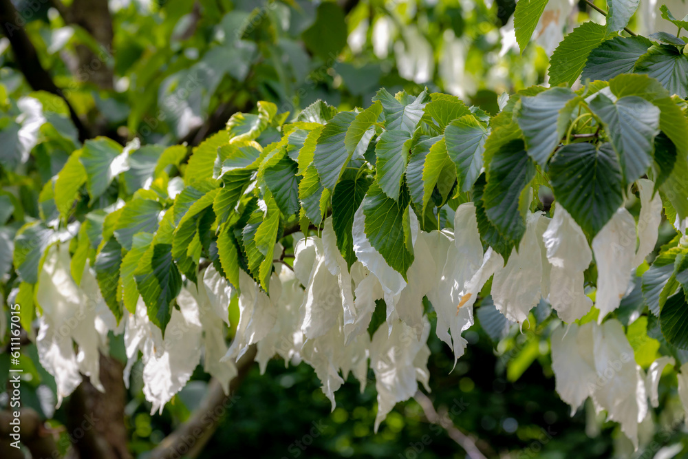 Selective focus of green and white leaves Davidia involucrata, The Dove ...