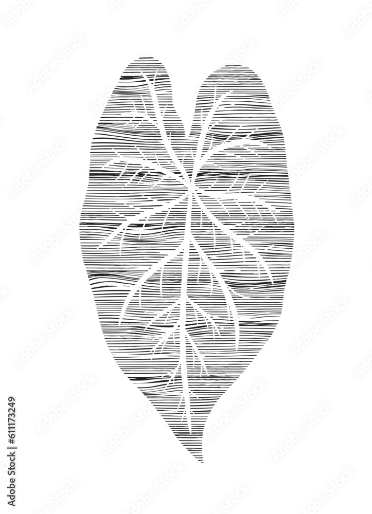 Adam's Rib Leaf with curved lines. Caladium holed leaf illustration ...