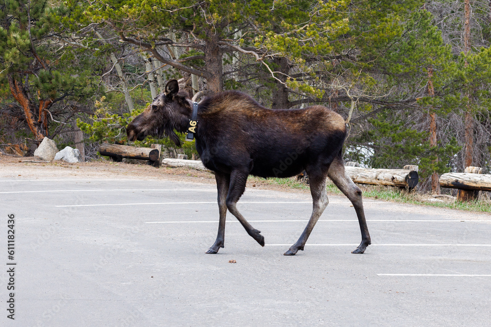 Moose (Alces alces) with a radio tracking collar in a parking lot in ...