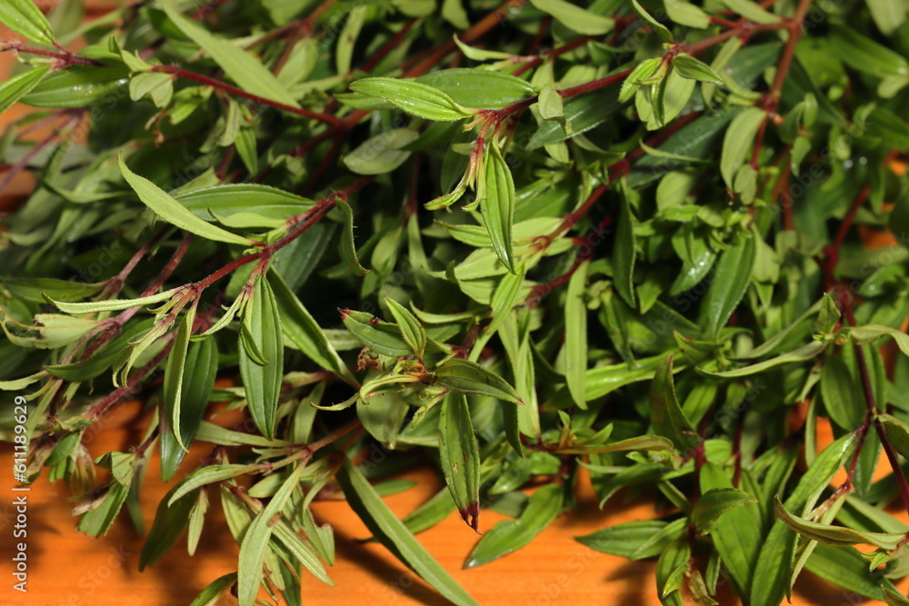 Foods for reduce fatty liver. Healthy plants for human body Stock Photo ...