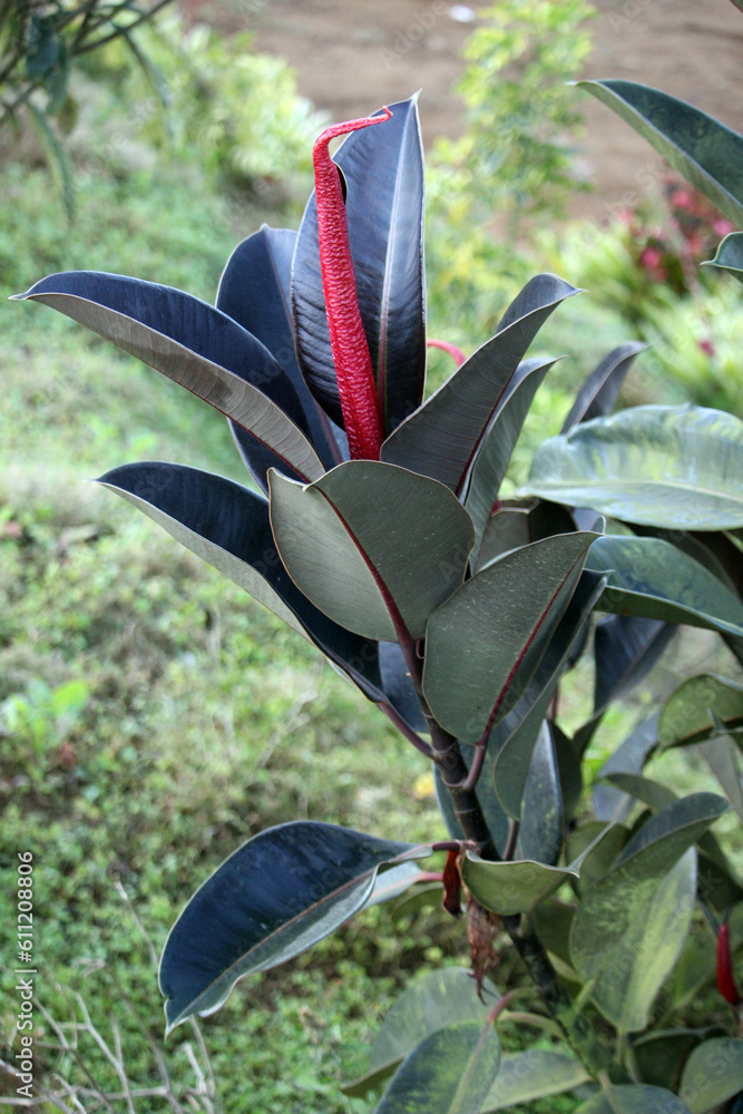 Ficus elastica, commonly known as rubber fig or rubber plant, a species ...