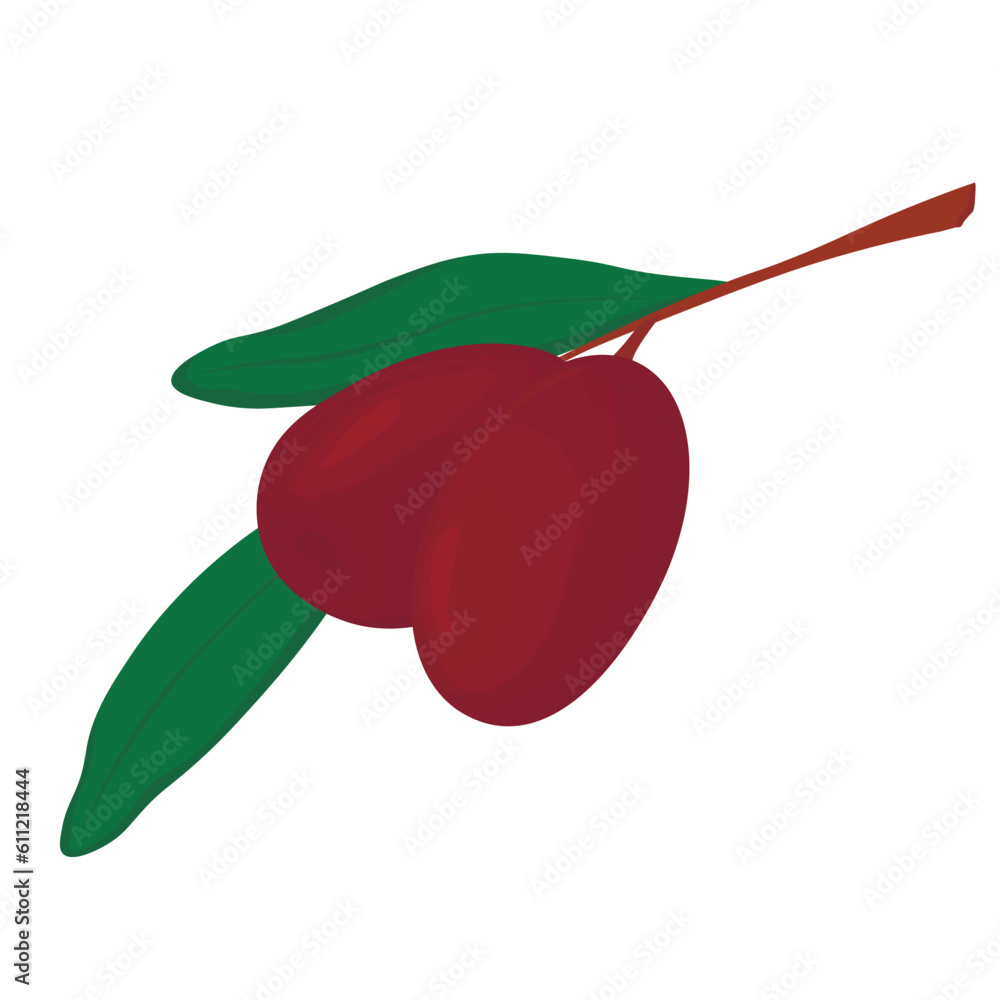 Jujube berry Vector stock illustration.plant from The Book of Songs ...