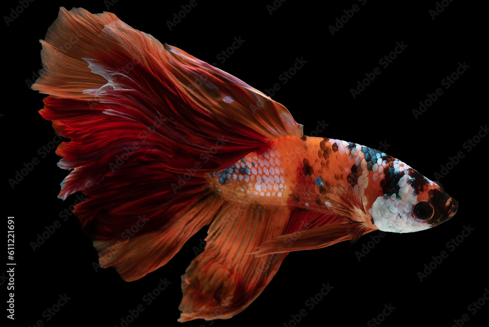 Vibrant orange coloration brings a sense of warmth creating a visually ...