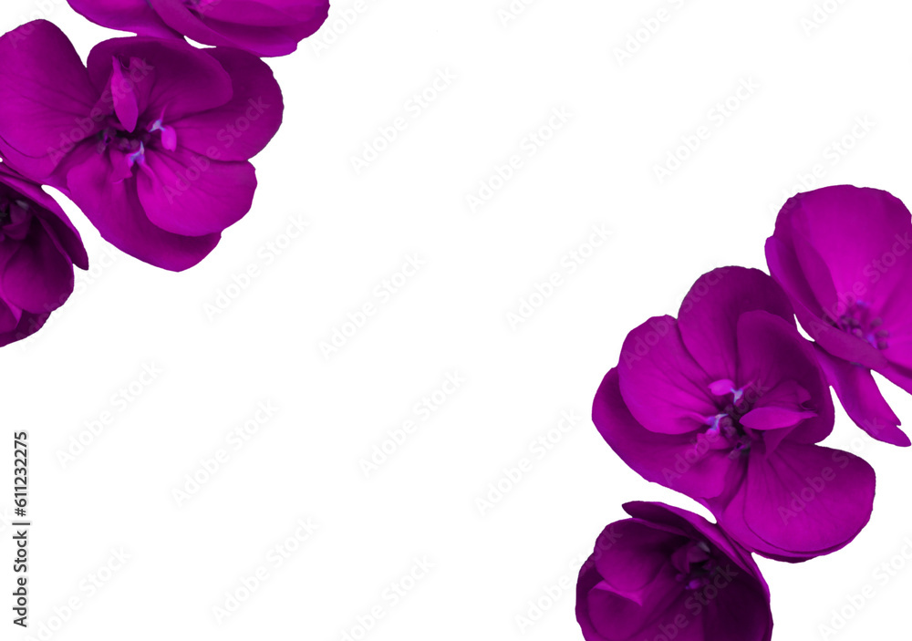 Pink, purple, red, colorful flowers png, transparent, no background, hd ...