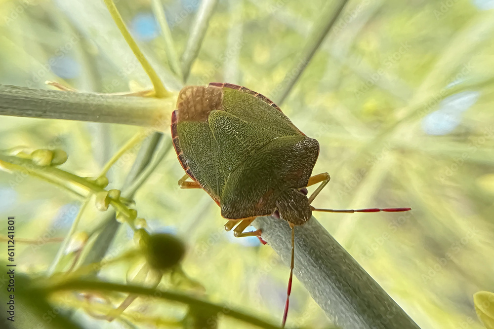 The green shield bug (Palomena prasina) is a European shield bug ...
