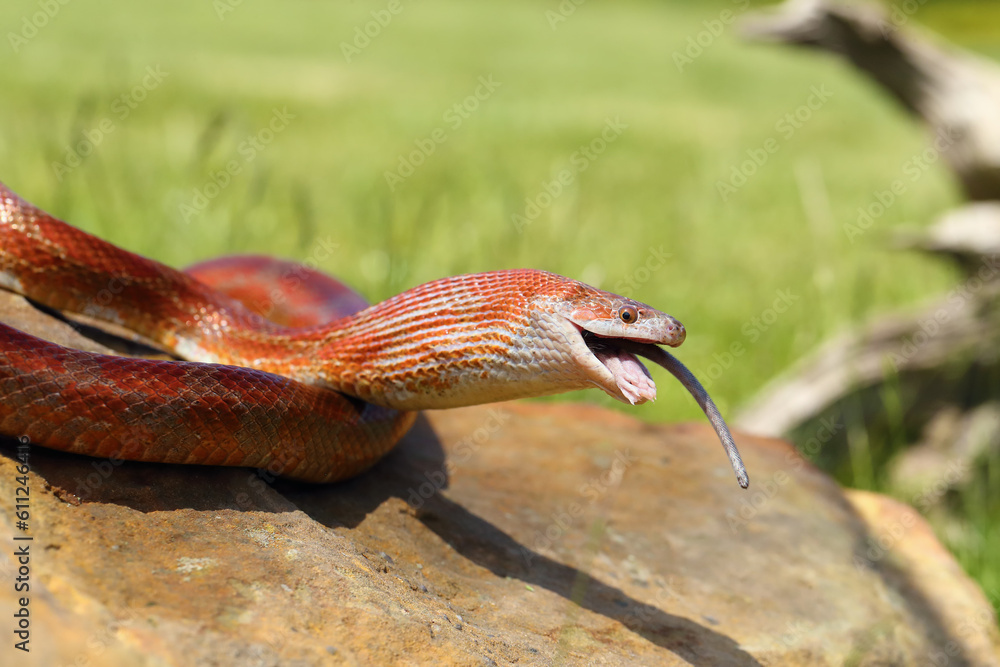 The corn snake (Pantherophis guttatus) with prey on a green background ...