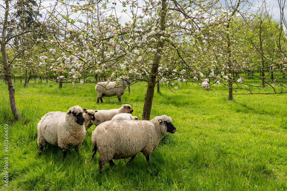 Agroforesterie, élevage de moutons dans un verger de pommiers. Race ...