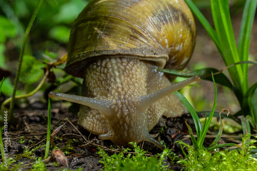 Helix pomatia also Roman snail, Burgundy snail, edible snail or ...